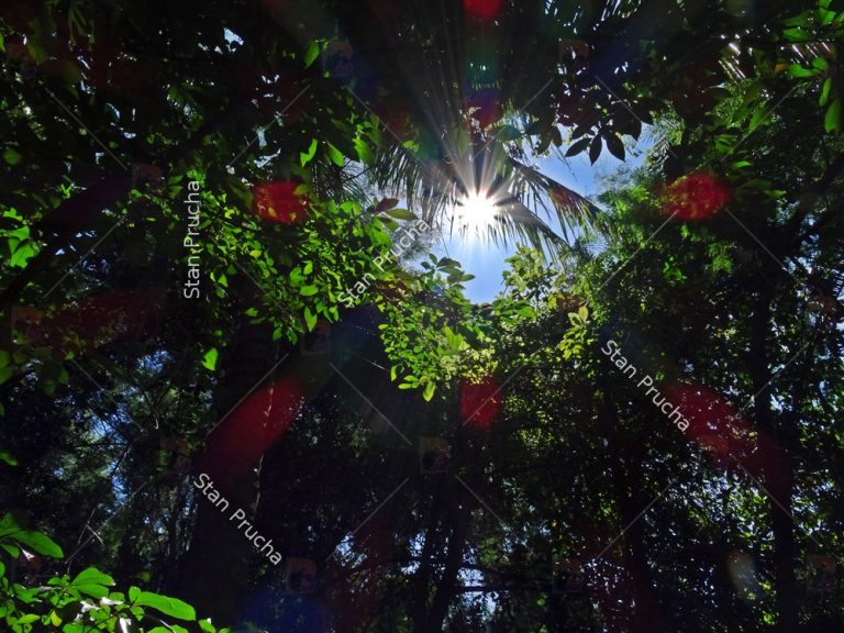 Sun through Jungle in Thailand